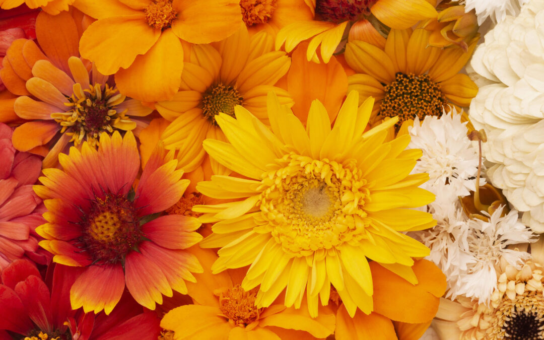 Ramos de Flores Amarillas Bogotá - Floristerías en Bogotá